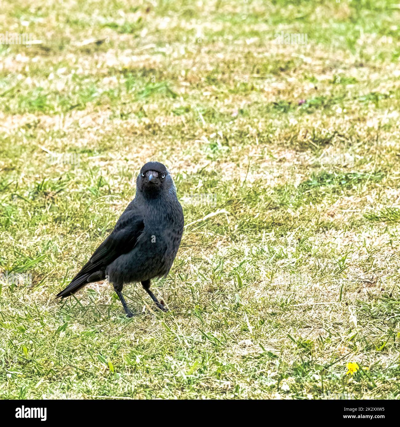 Coloeus monedula also known as the Eurasian, European or western ...