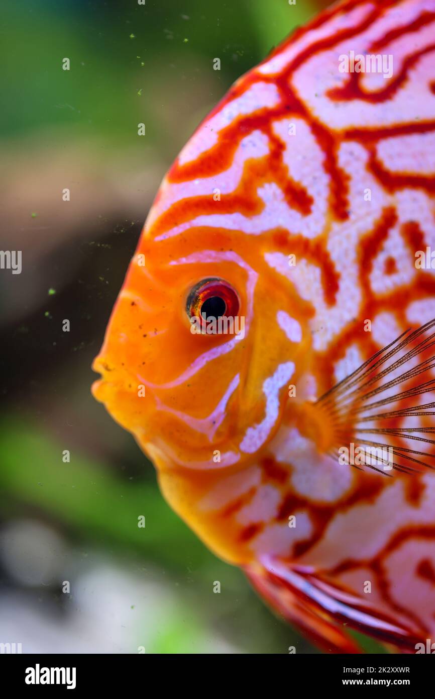 Portrait of a beautiful colorful discus cichlid in an Amazon aquarium ...