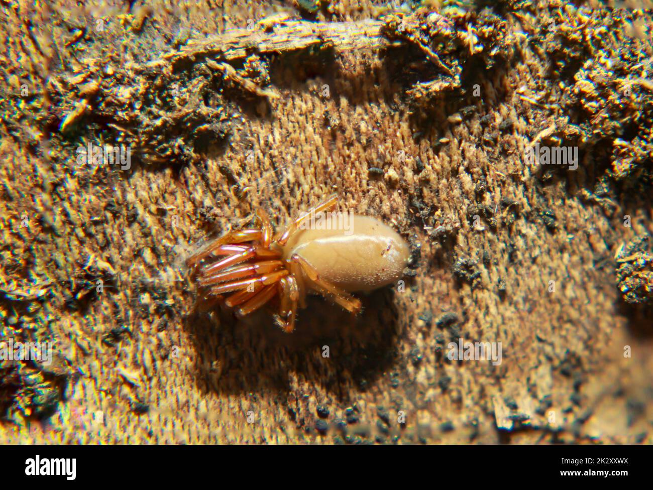 Streamer spider hi-res stock photography and images - Alamy
