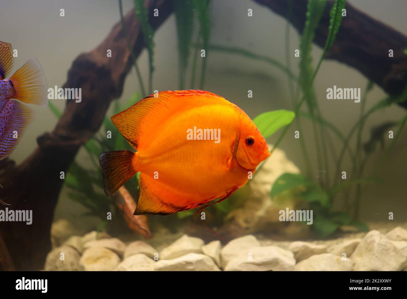 Portrait of a beautiful colorful discus cichlid in an Amazon aquarium ...