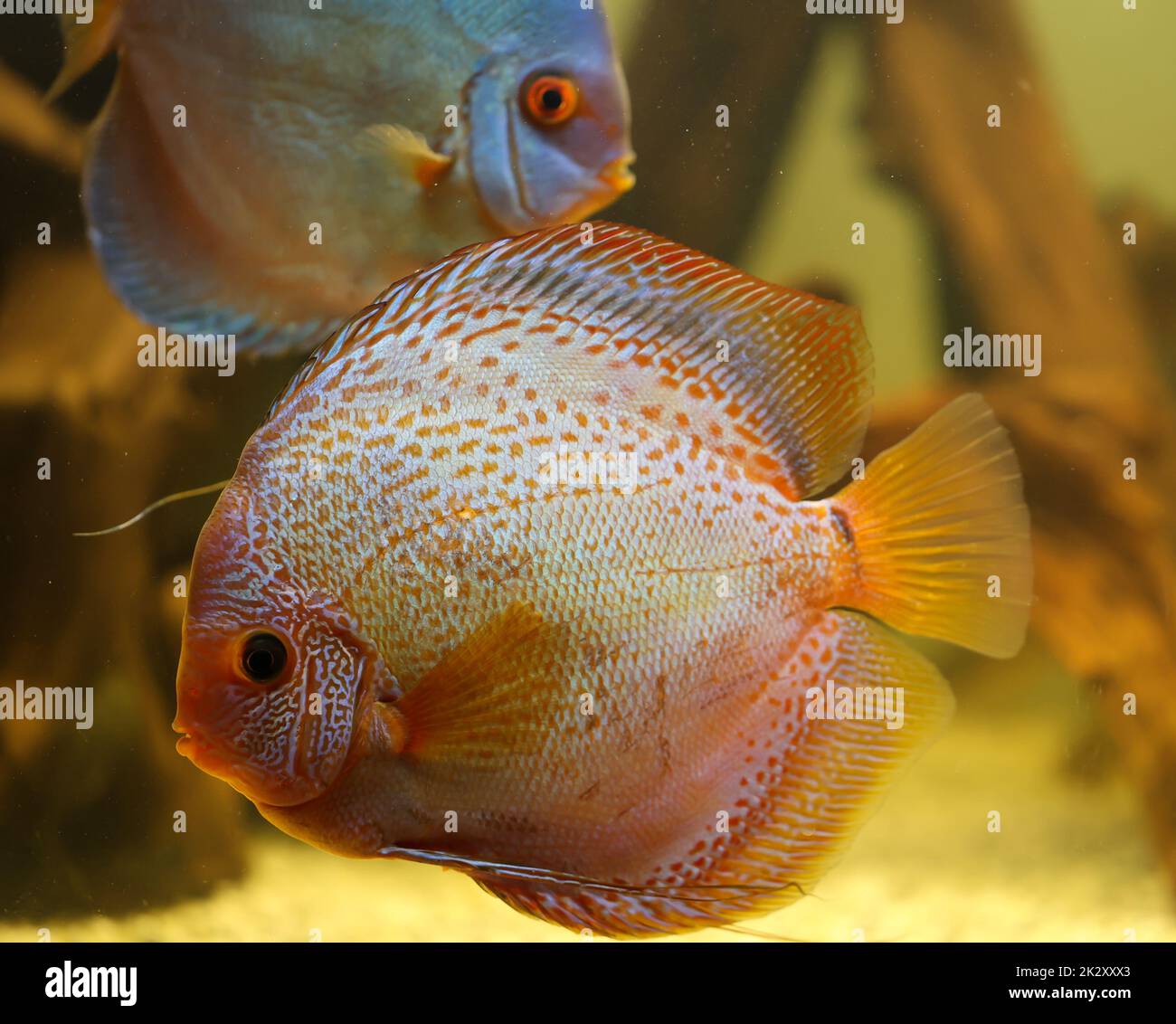 Portrait of a beautiful colorful discus cichlid in an Amazon aquarium ...