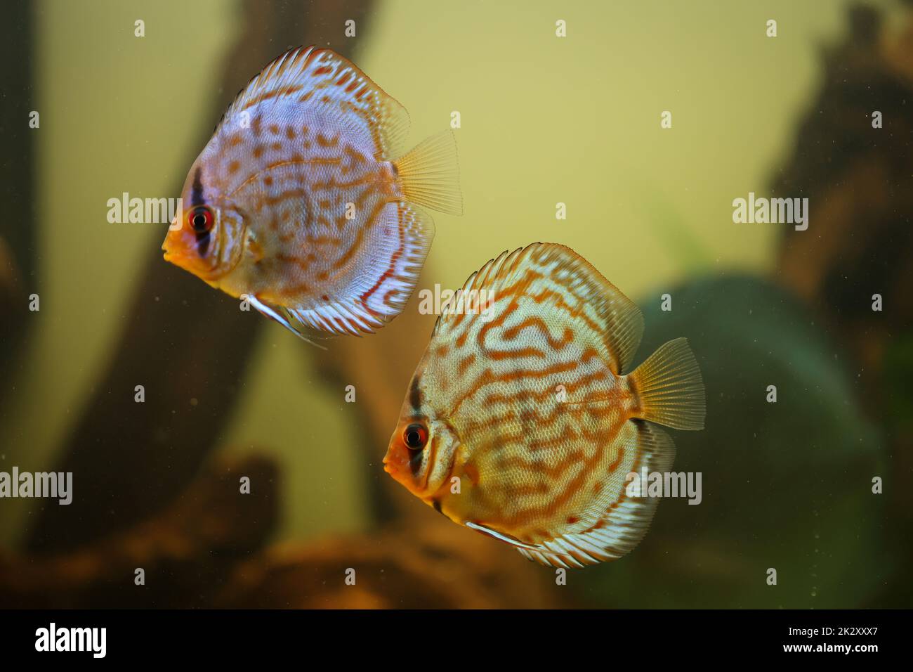 Portrait of a beautiful colorful discus cichlid in an Amazon aquarium ...