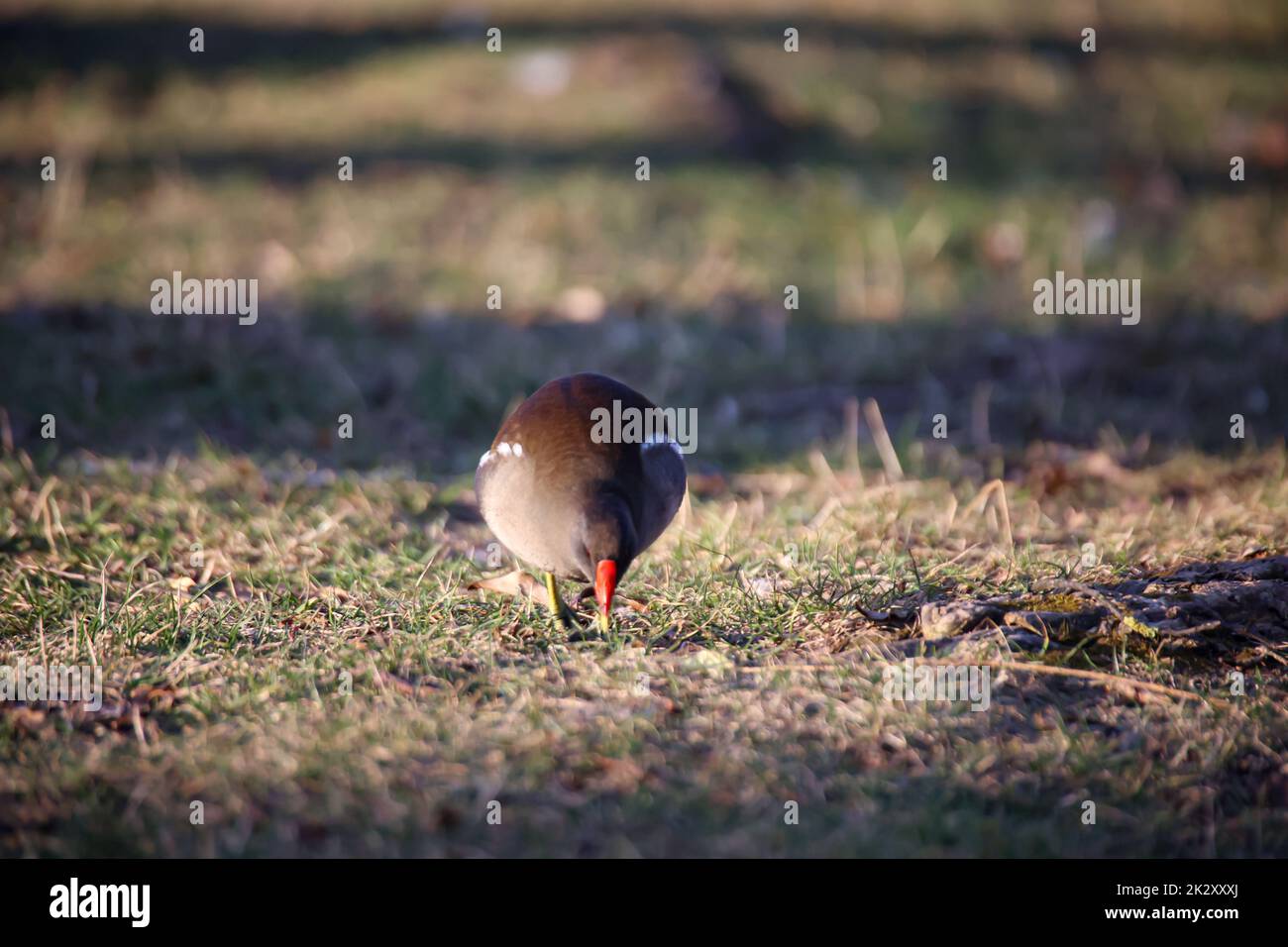 A pond rail, pond hen on the edge of a pond Stock Photo - Alamy