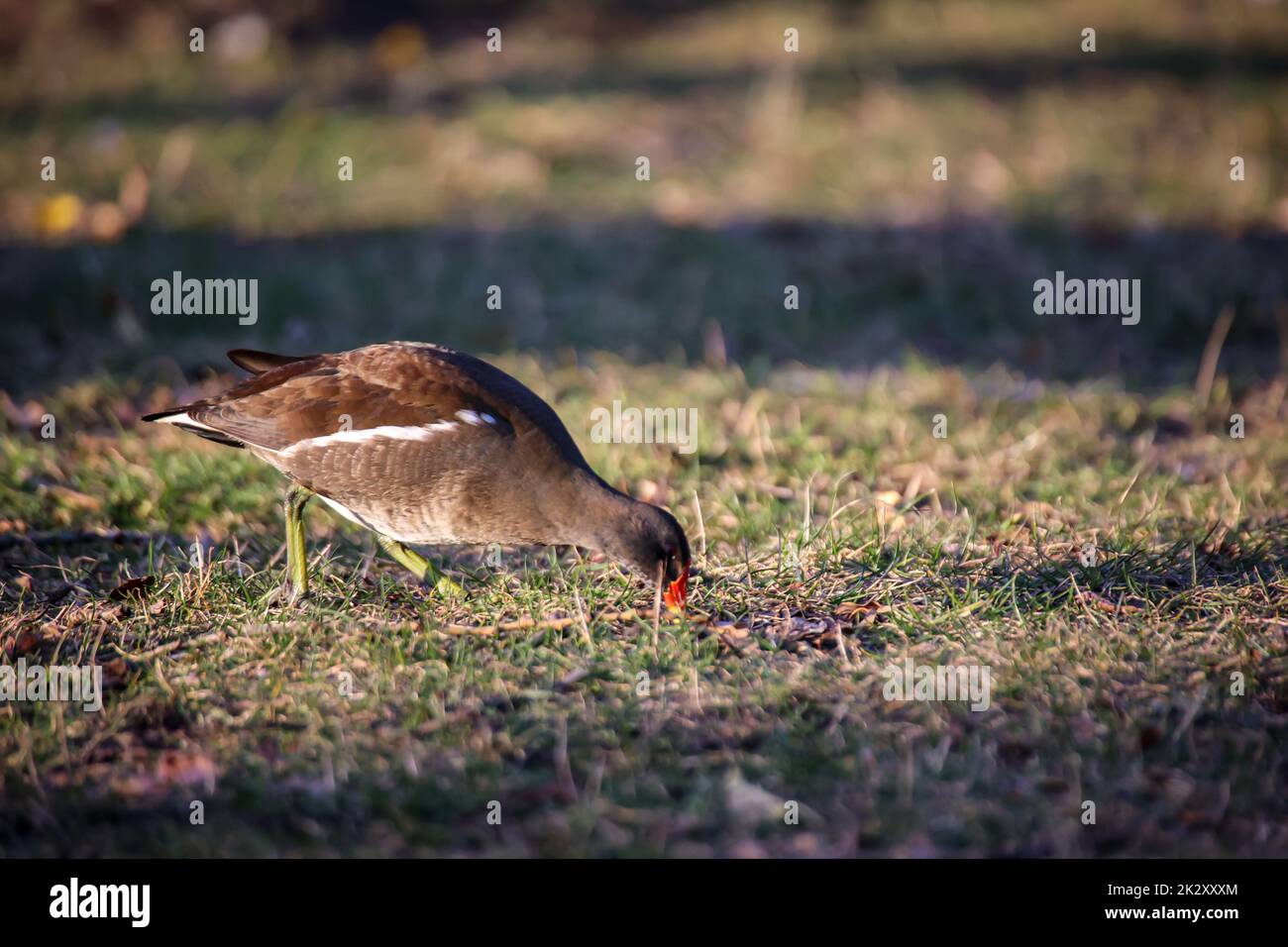 A pond rail, pond hen on the edge of a pond Stock Photo - Alamy