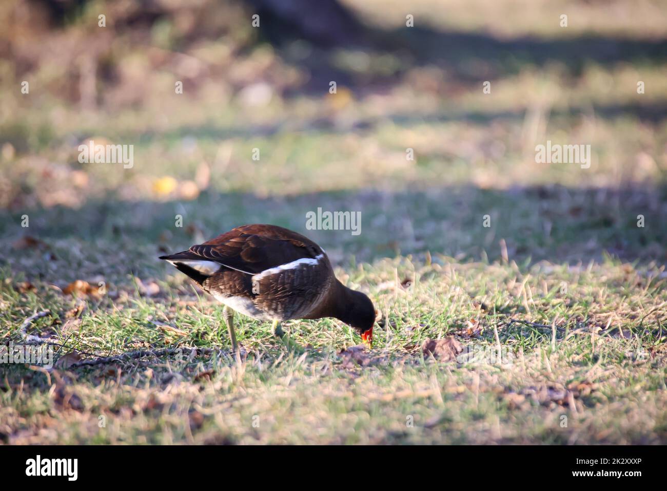 A pond rail, pond hen on the edge of a pond Stock Photo - Alamy