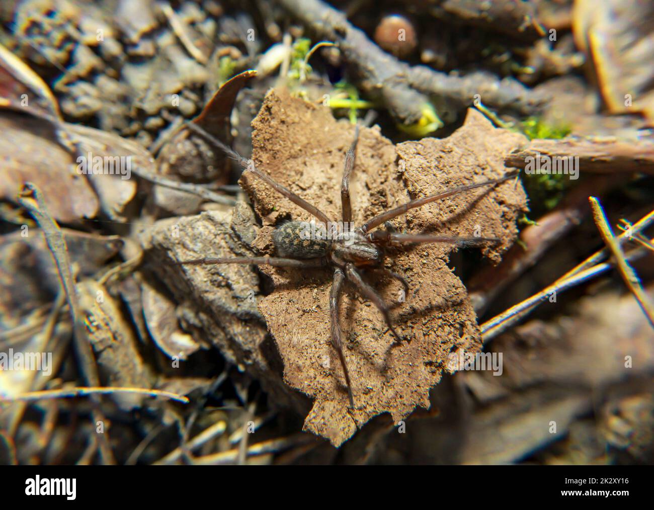 A close-up of a large angle spider. It belongs to the funnel-web ...
