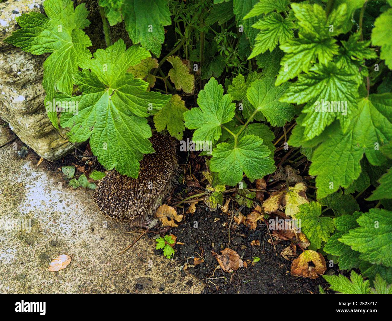 European hedgehog (Erinaceus europaeus), also known as the West ...