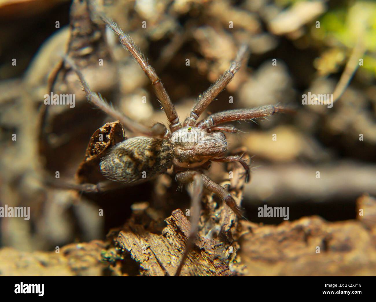 A close-up of a large angle spider. It belongs to the funnel-web ...