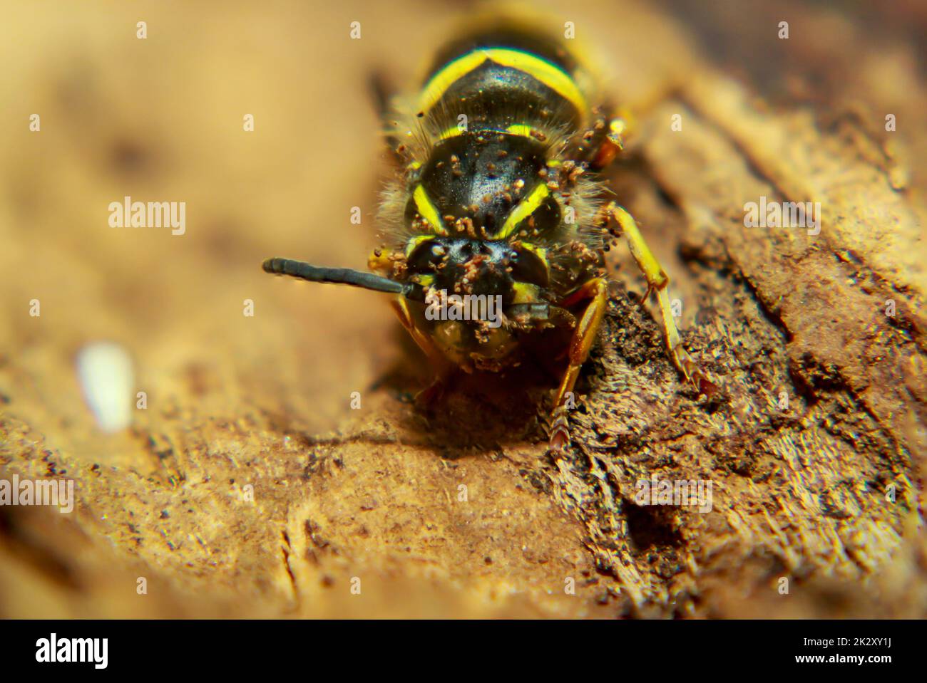 An extreme close-up of a wasp. A wasp, Hymenoptera Stock Photo - Alamy