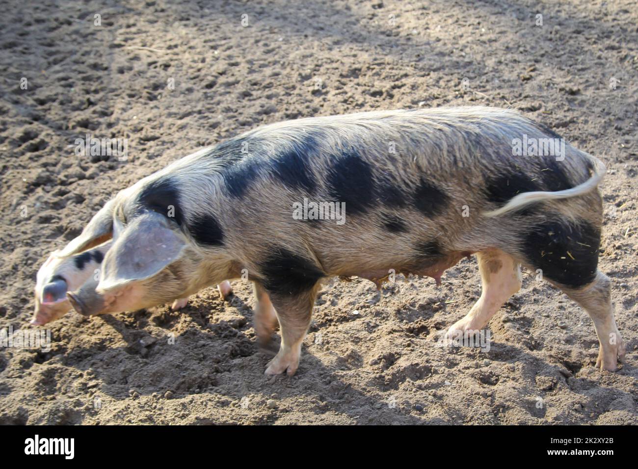 A spotted pig on a farm Stock Photo - Alamy