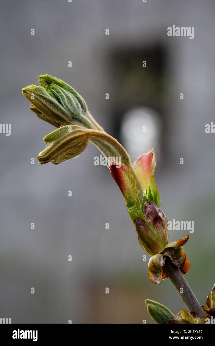 A close-up of the leaves of a maple, sycamore tree that have not yet ...