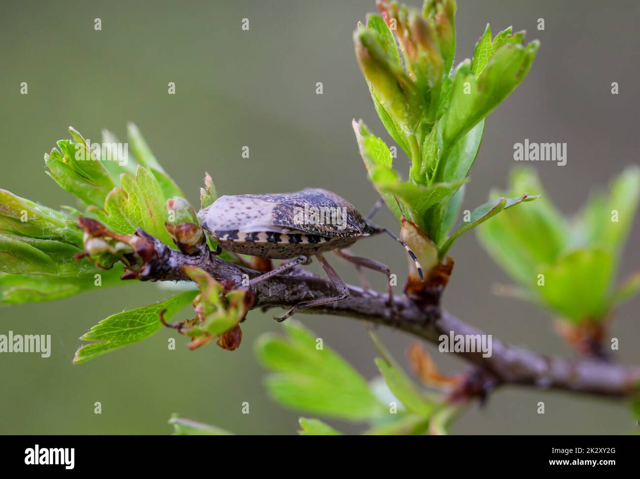 Close up of a gray garden bug, Rhaphigaster nebulosa on a plant Stock ...