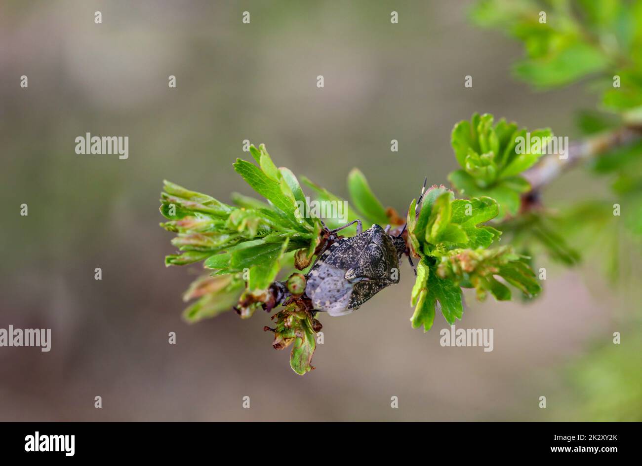Close up of a gray garden bug, Rhaphigaster nebulosa on a plant Stock ...
