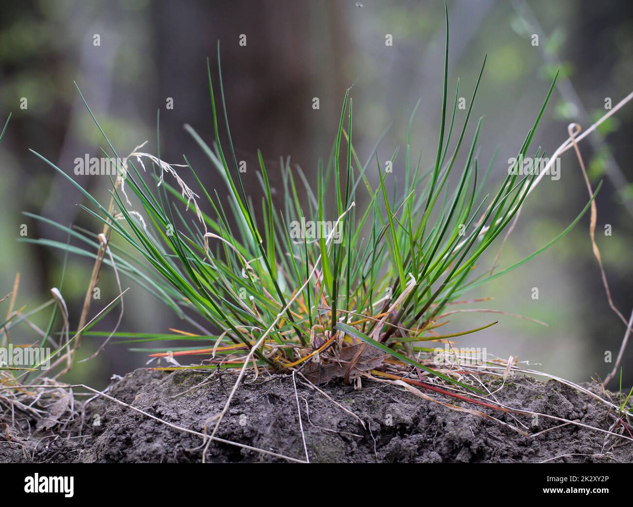 Close-up of a tuft of grass on a mound of earth Stock Photo - Alamy