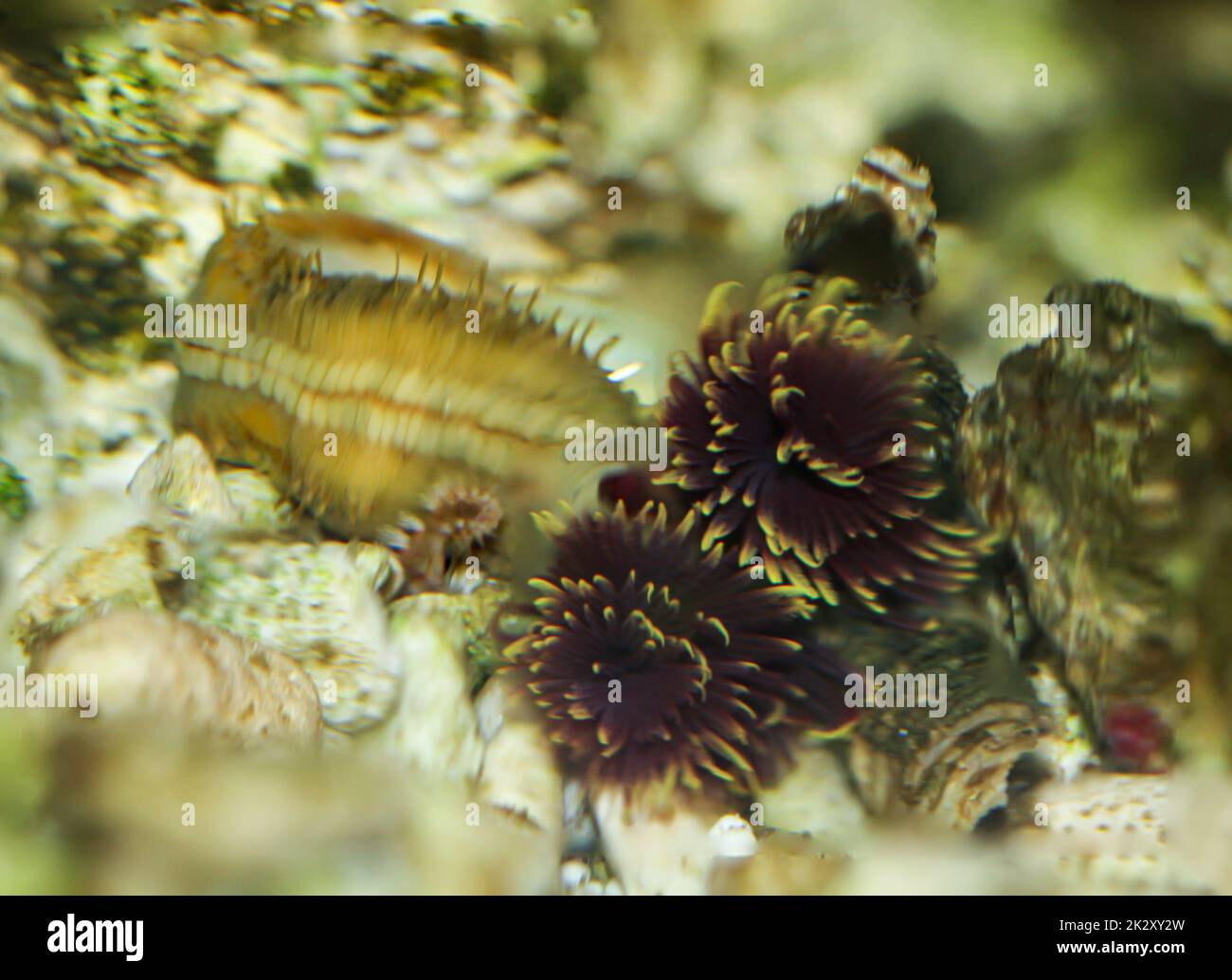 Tubeworm fish hi-res stock photography and images - Alamy