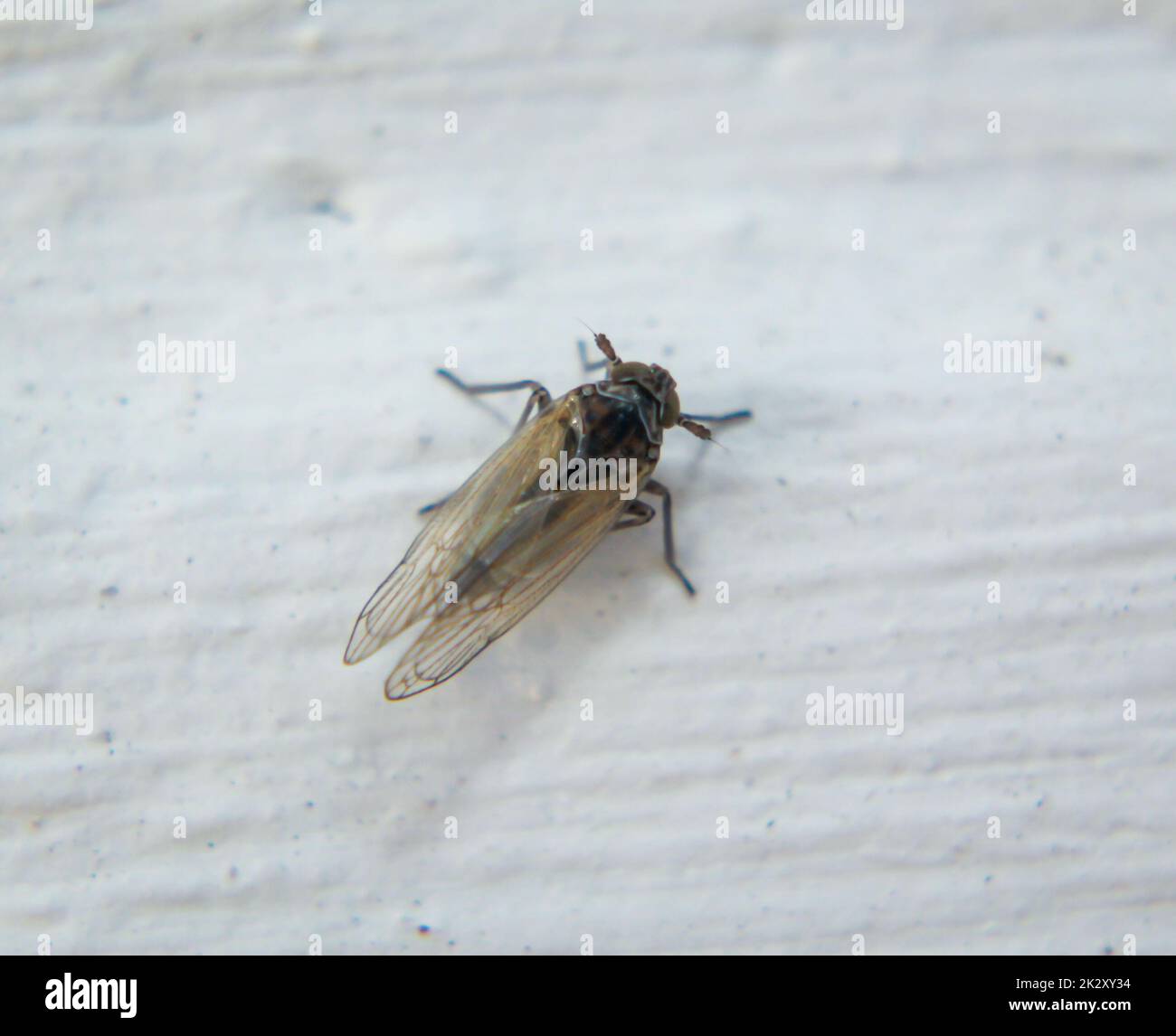 Fly tree to wall hi-res stock photography and images - Alamy
