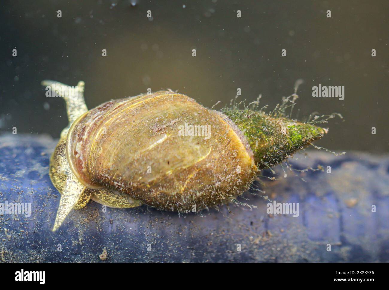 Mud snails hi-res stock photography and images - Alamy