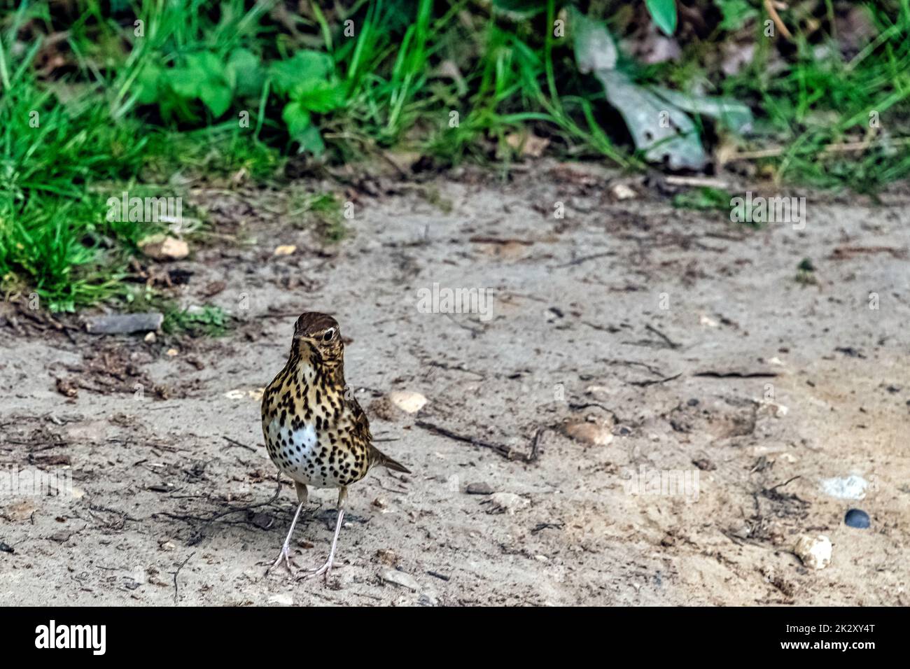 Female Eurasian blackbird (Turdus merula) known as common blackbird in ...