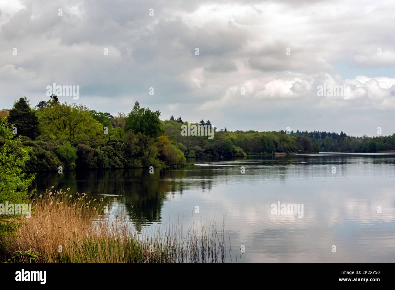 Virginia Water Lake in Windsor Great Park, United Kingdom Stock Photo ...
