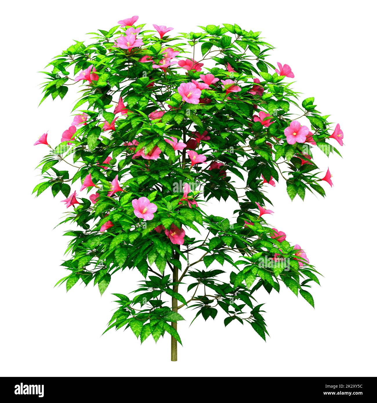 3D Rendering Hibiscus Plant on White Stock Photo - Alamy