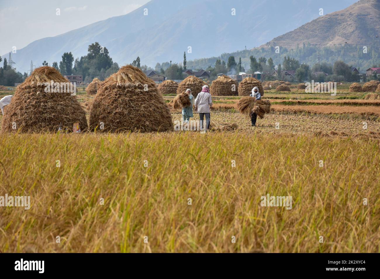 Kashmiri farmers work at a rice field during the harvesting season on ...
