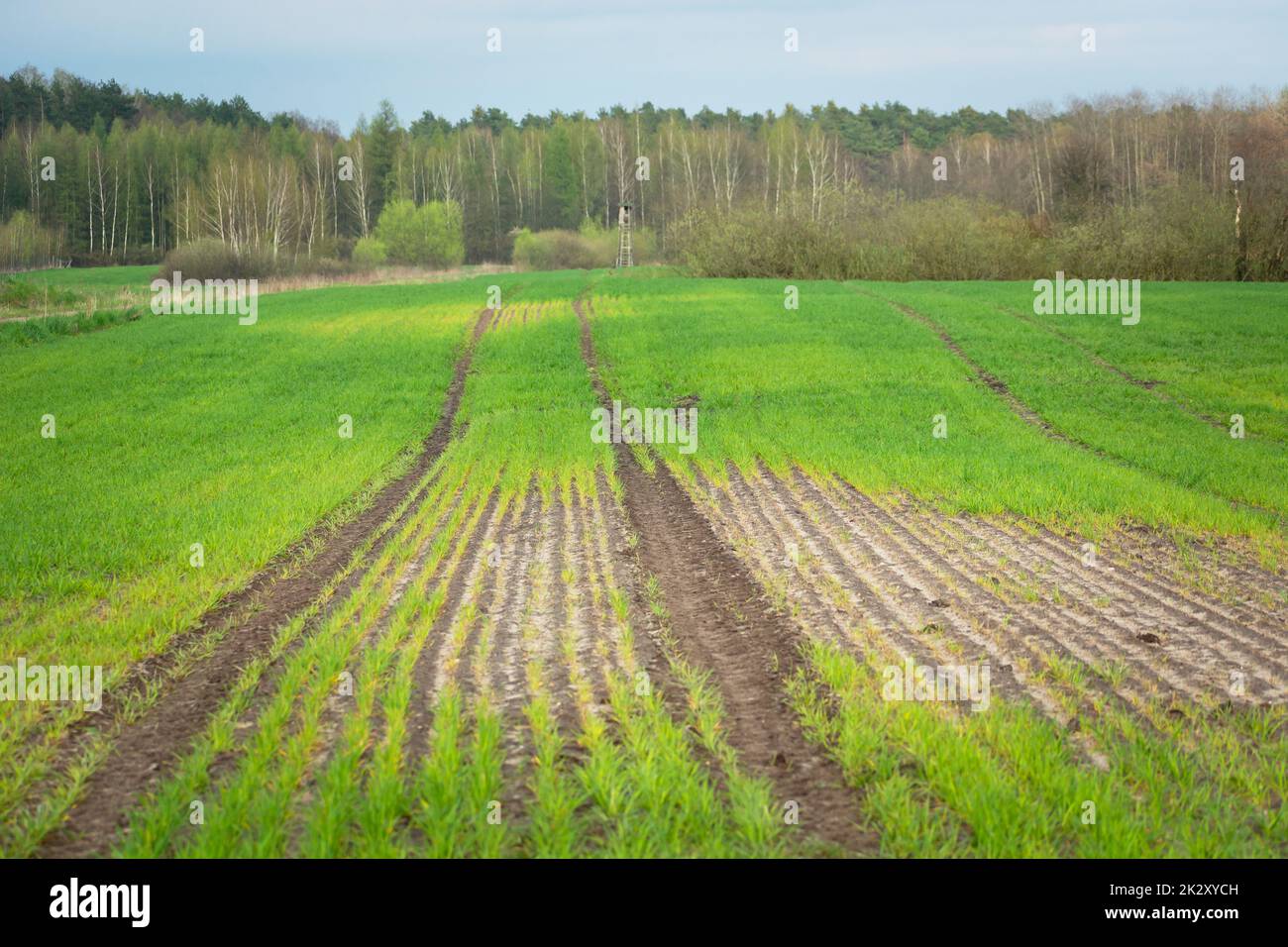 Seed damage hi-res stock photography and images - Alamy