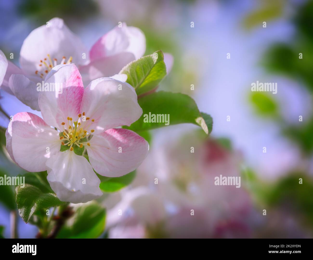 Flowering apple tree with white blossoms Stock Photo - Alamy
