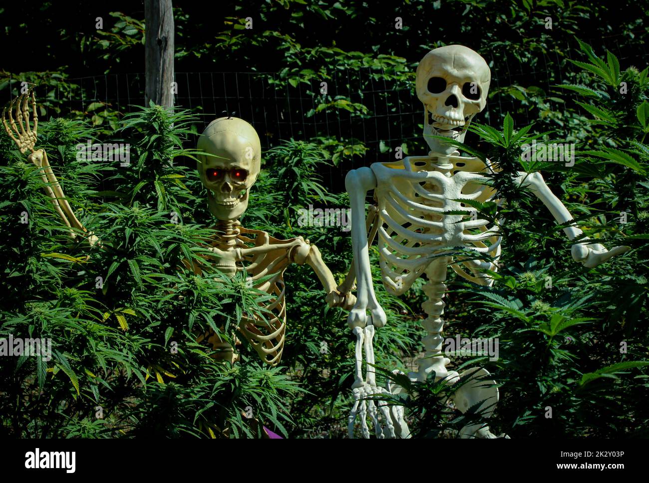Weed and skulls hi-res stock photography and images - Alamy