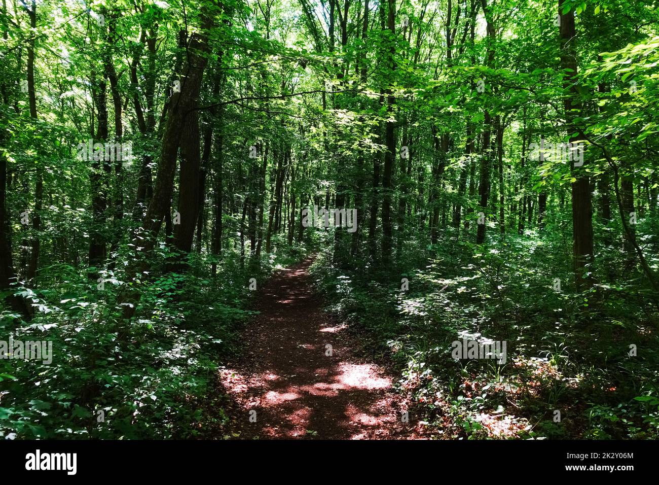 Hike through forest hi-res stock photography and images - Alamy