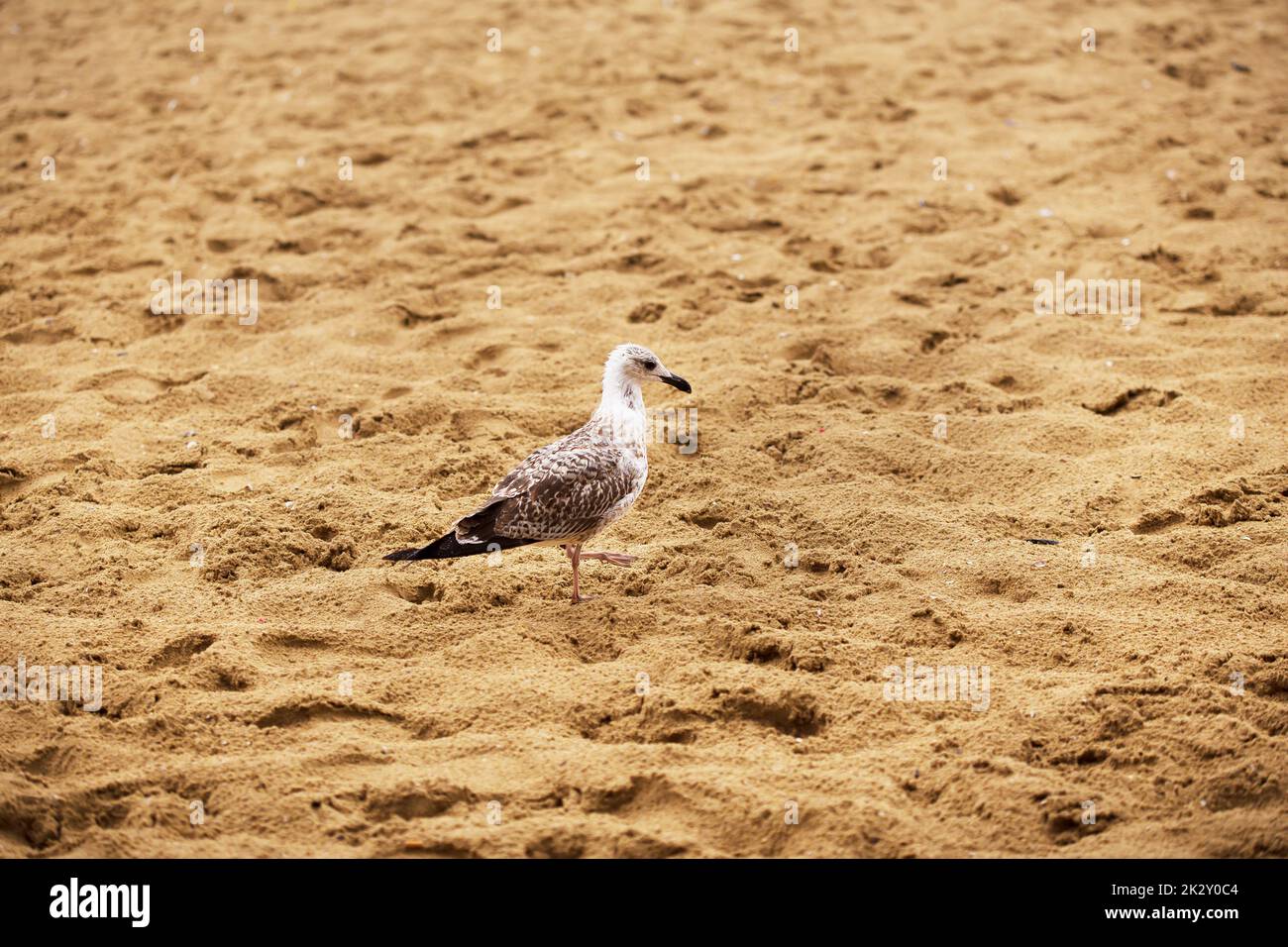 Beautiful view on sandy beaches hi-res stock photography and images - Alamy