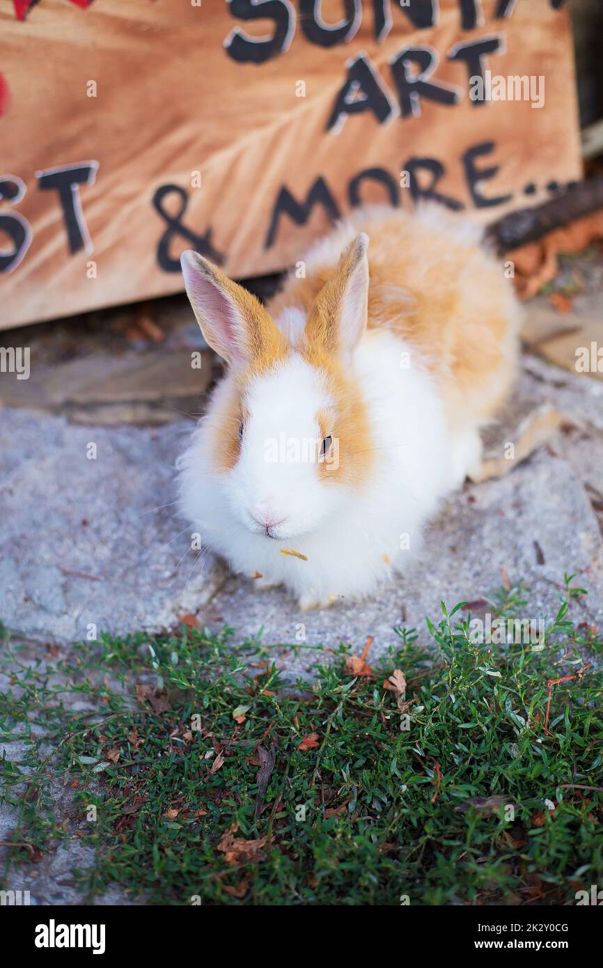 Cute handsome and very small rabbit Stock Photo - Alamy
