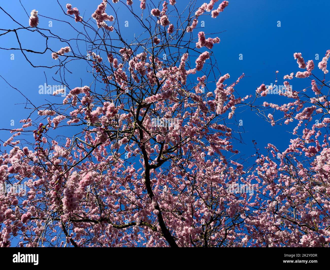 Beautiful sakura tree hi-res stock photography and images - Alamy