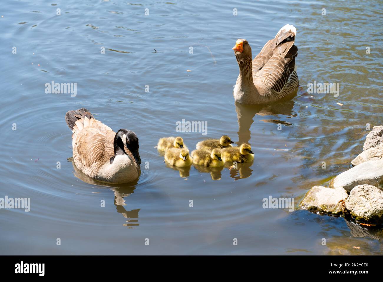 A mother and her family of ducks out on the river. Waterfowl from the ...