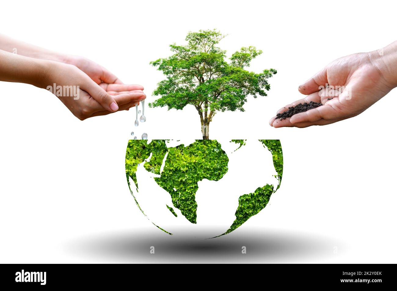 People are watering and fertilizing the plants. environmental care ...