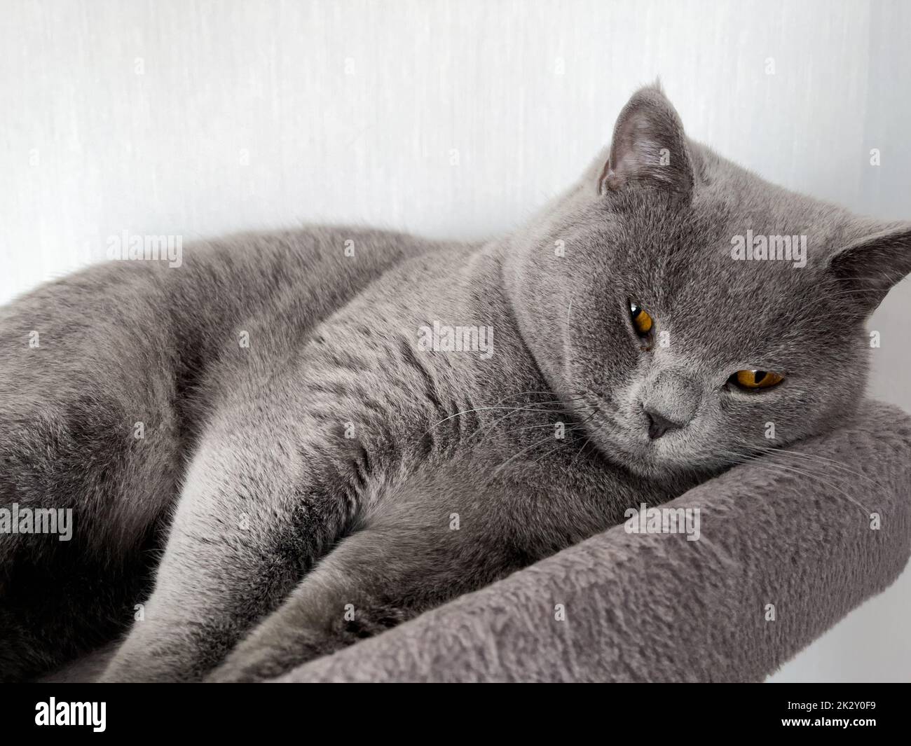 The British Shorthair Young Cute Cat Sleeping Stock Photo - Alamy