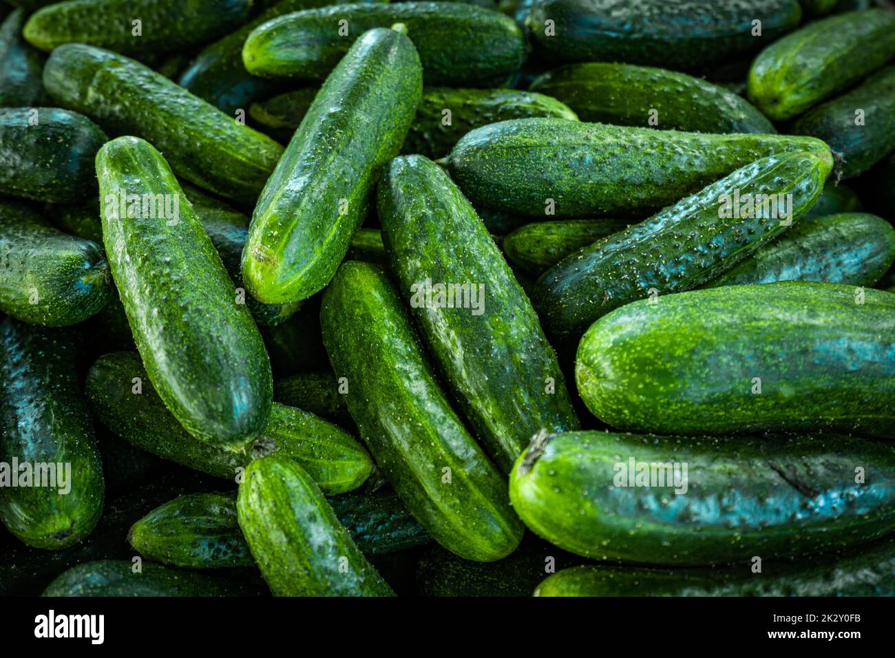 Image of organic cucumbers hi-res stock photography and images - Alamy