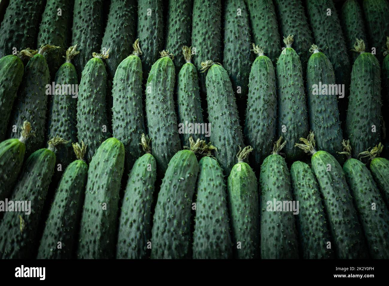 Image of organic cucumbers hi-res stock photography and images - Alamy