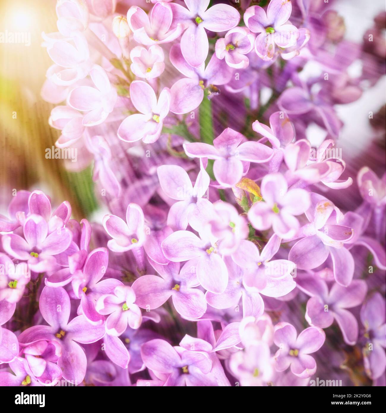 Spring blossom. Blooming lilac bush with tender tiny flower Stock Photo ...