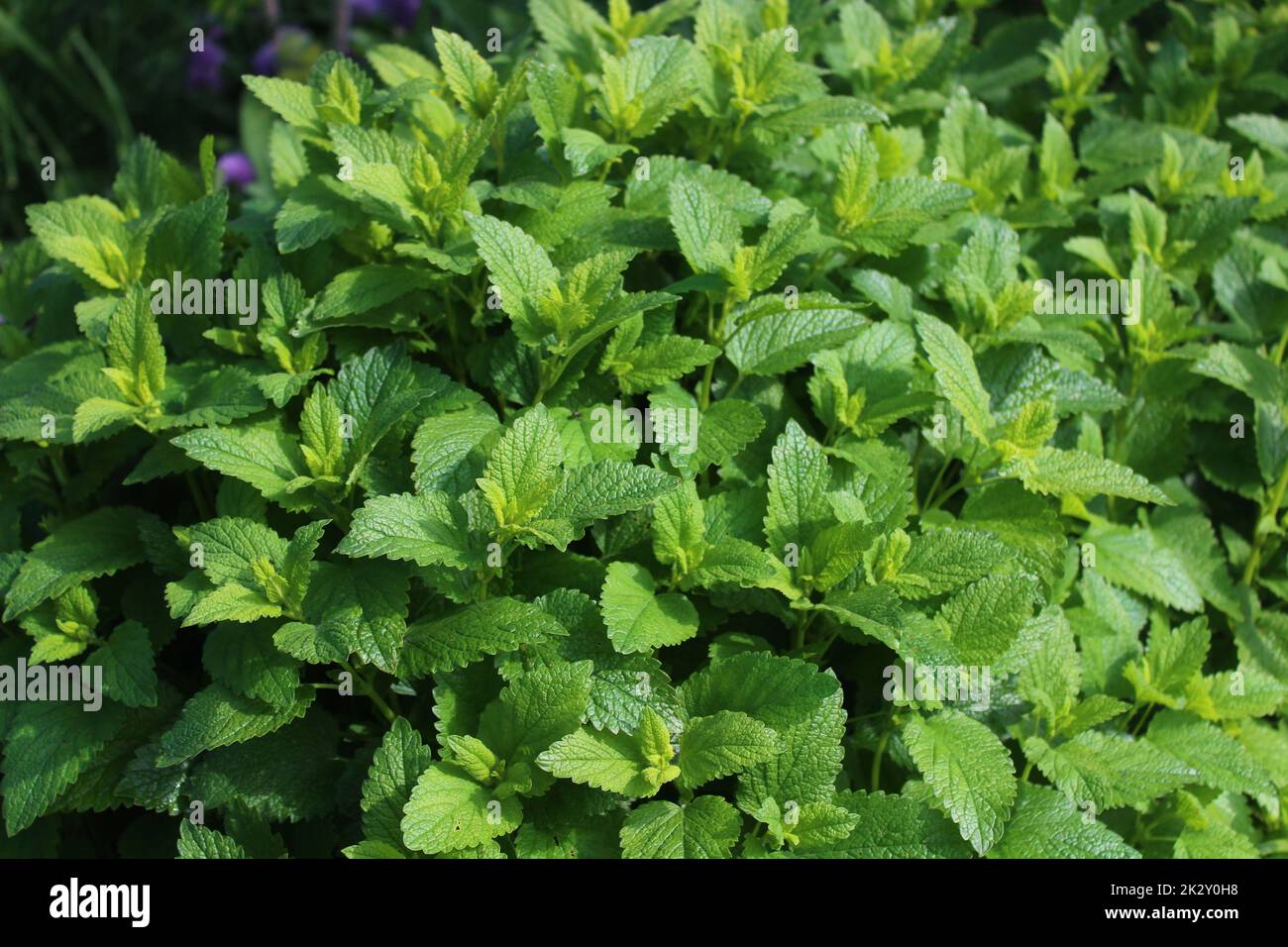 Lemon balm in your garden hi-res stock photography and images - Alamy