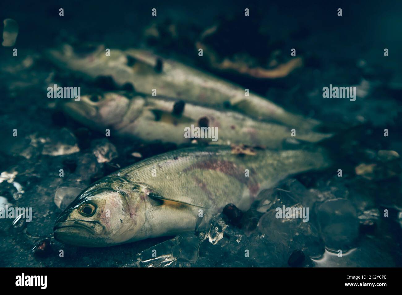 Uncooked fish on cold surface Stock Photo - Alamy