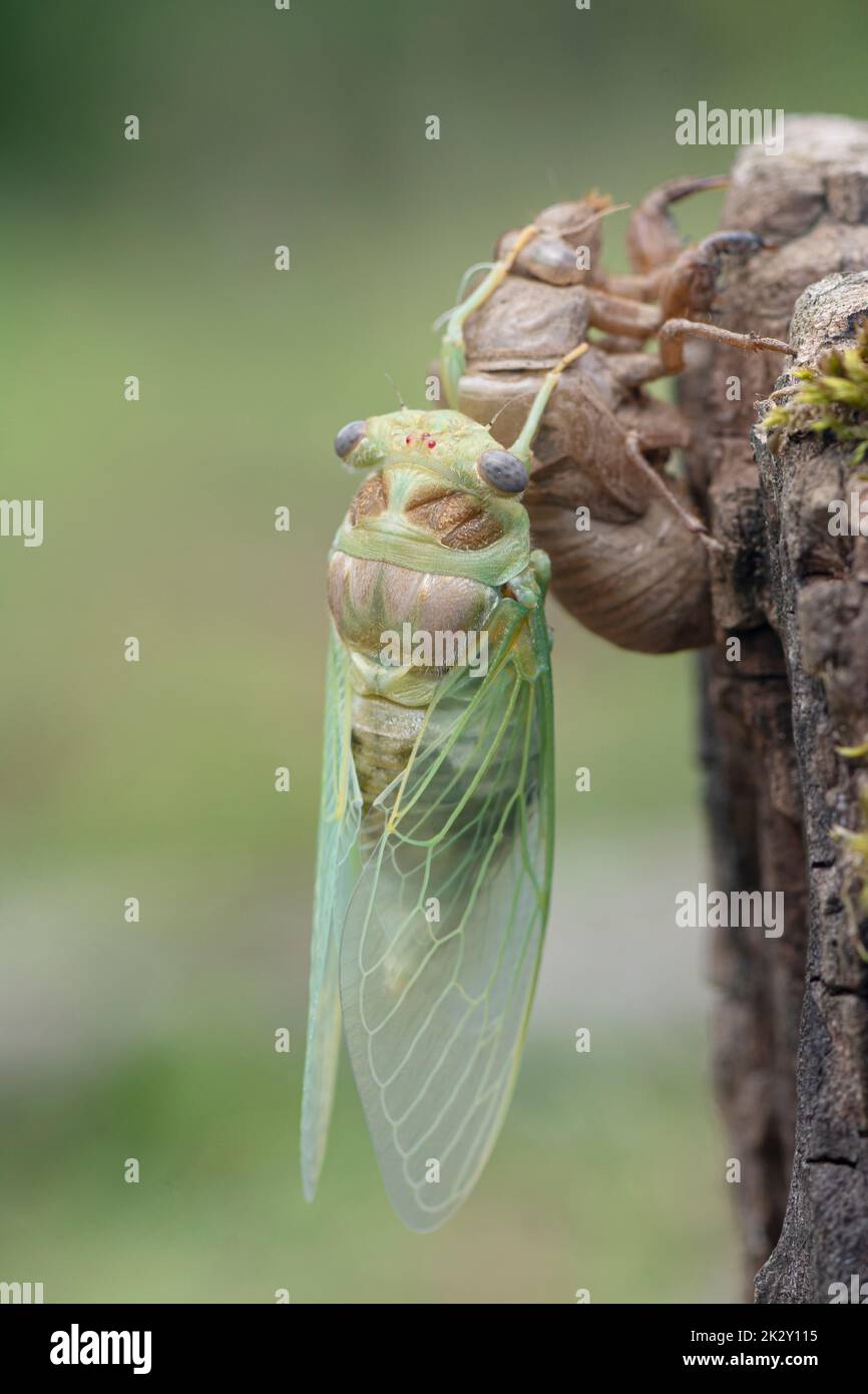 Macro image of a newly emerged cicada-vertical shot Stock Photo - Alamy