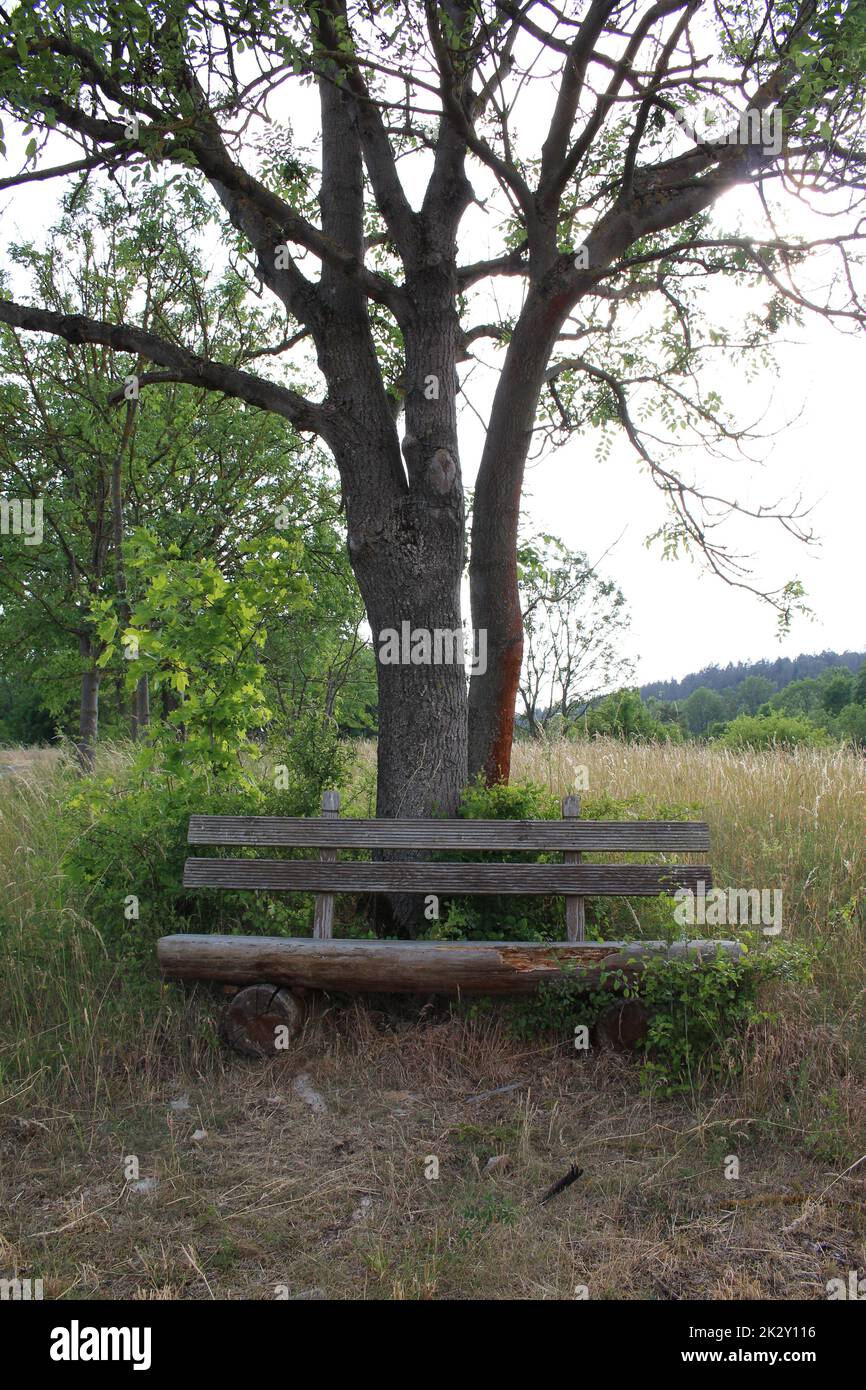 Wooden bench tree hi-res stock photography and images - Alamy