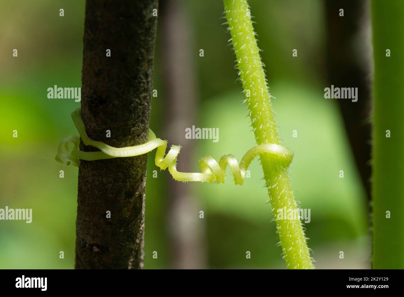 Wrap around hi-res stock photography and images - Alamy