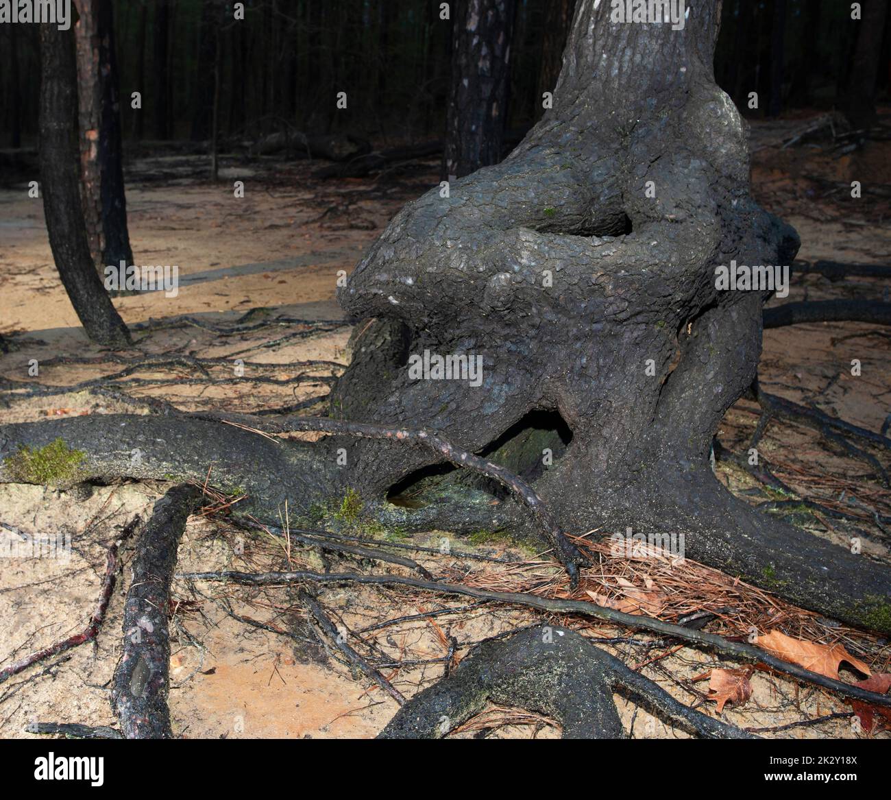 Mangled old tree trunk at Jordan Lake in North Carolina Stock Photo - Alamy