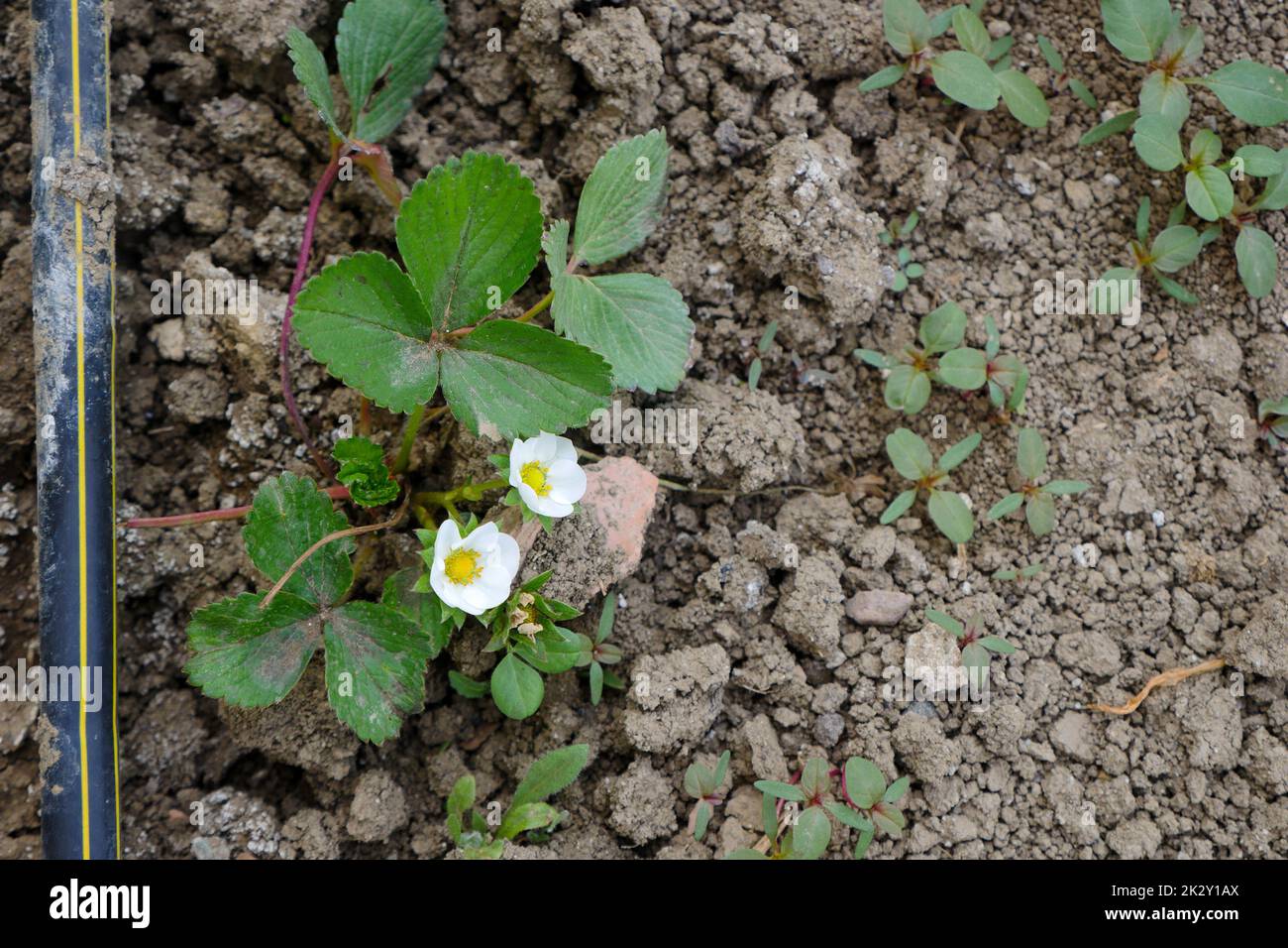 Strawberry Cultivation In The Soil During The Natural Strawberry Plant