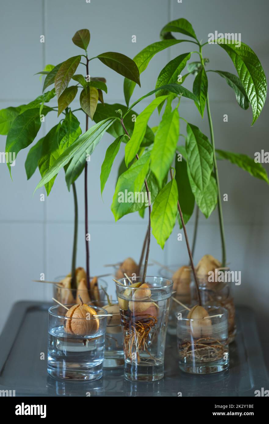 Avocado Pits Can Be Planted