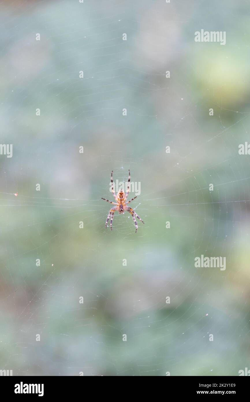 Cross spider web hi-res stock photography and images - Alamy