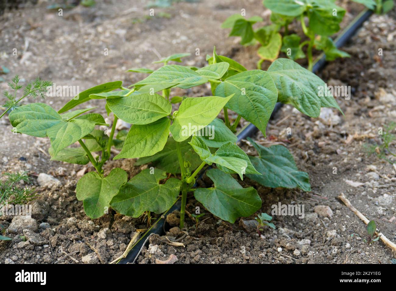 natural organic bean plant in the garden, close-up growing bean plant ...