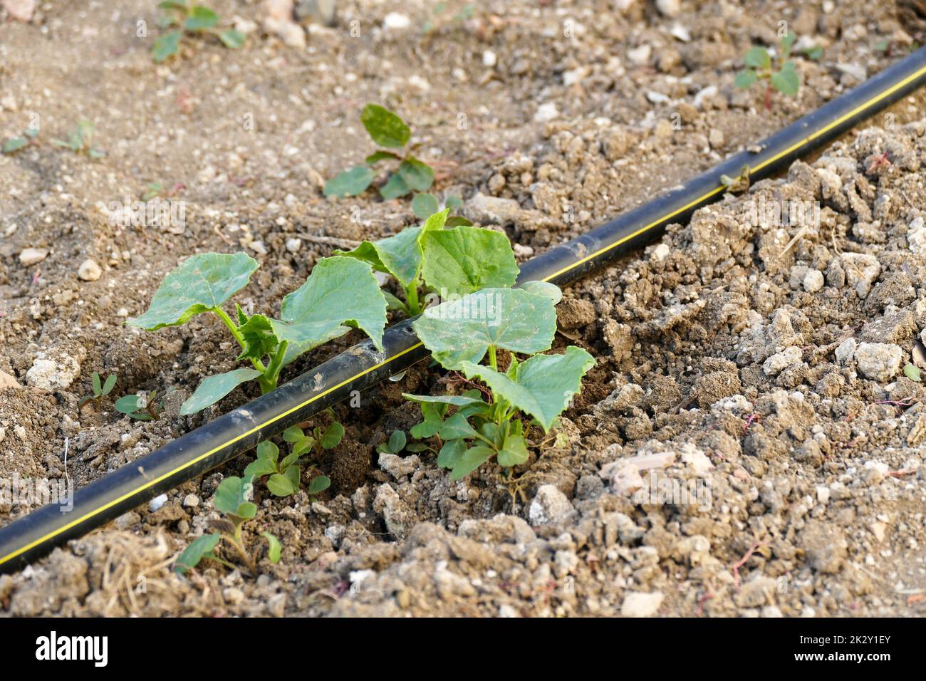 natural cucumber plant in the garden, new cucumber sprouts, watering ...