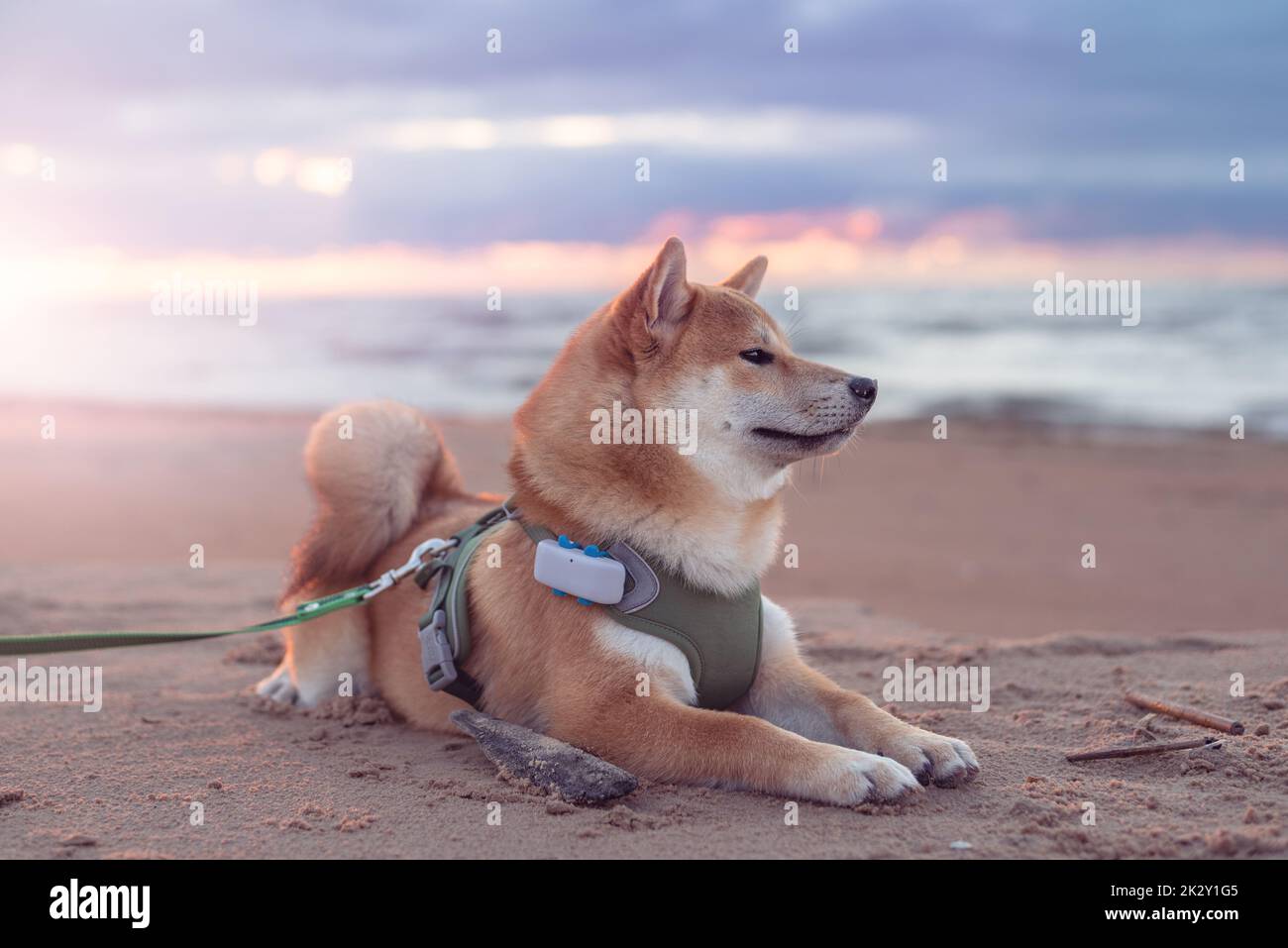 5 month old shiba inu puppy is lying on the sand beach. Dog is equipped ...
